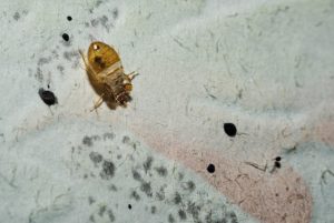 Top 10 Bed Bug Hiding Spots in Your Home - Pest Control Barrie